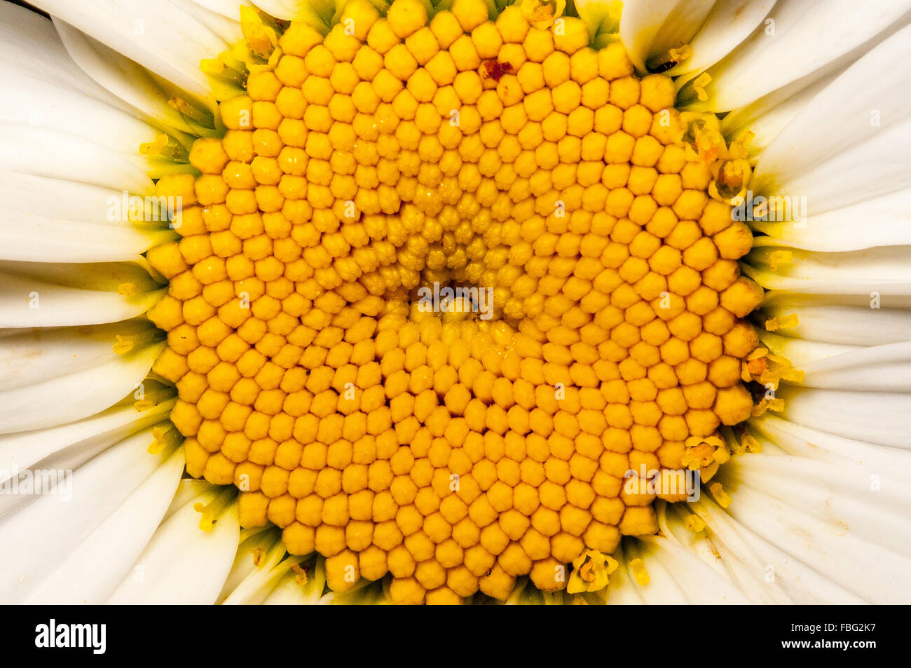 Disk florets hi-res stock photography and images - Alamy