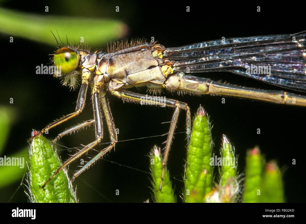 Closeup side view of a green and black damselfly Stock Photo - Alamy