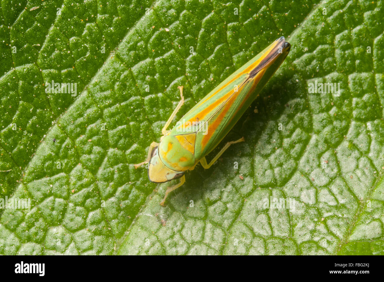 Leaf Hopper Stock Photos & Leaf Hopper Stock Images - Alamy