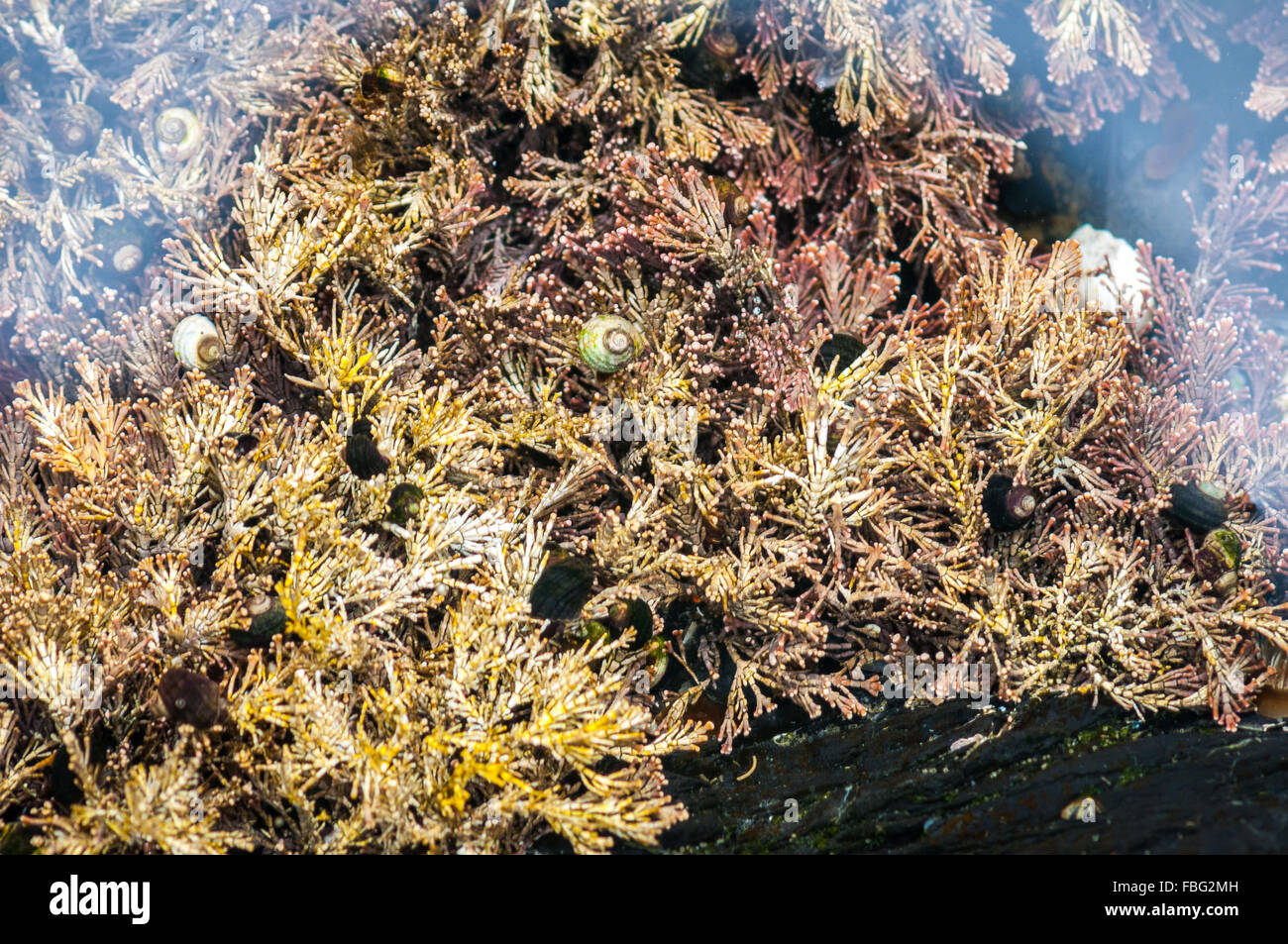 A closeup of white and pink branching algae growing in tide pools and ...