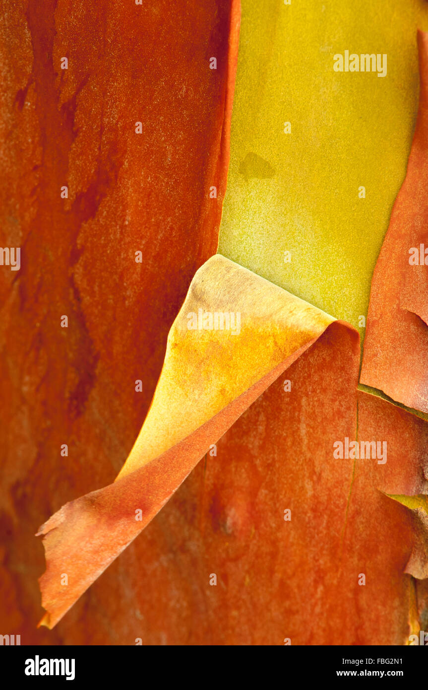 A closeup of the bright wood and peeling bark of a Pacific Madrona tree ...