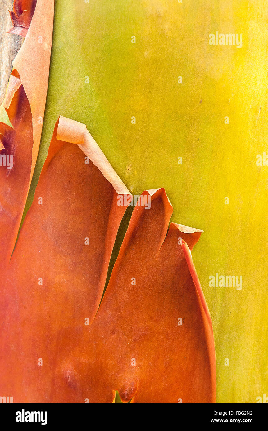 A closeup of the bright wood and peeling bark of a Pacific Madrona tree ...