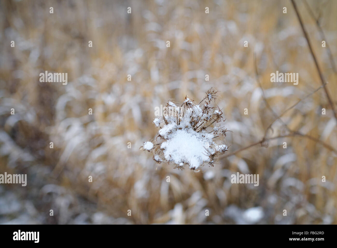 closeup of single dried weed covered by snow in the cloudy morning ...