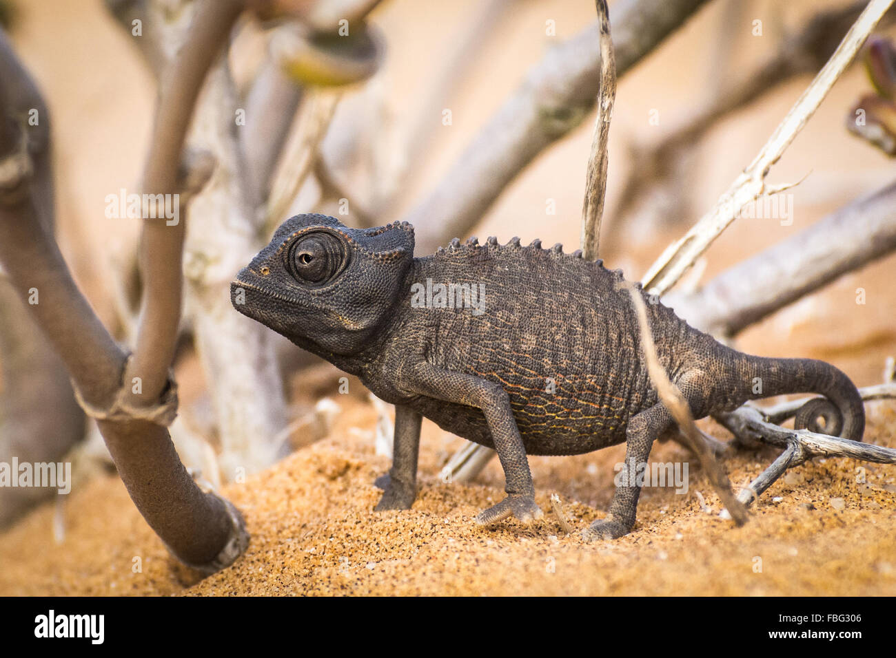 Reptiles lizards desert namibia hi-res stock photography and images - Alamy