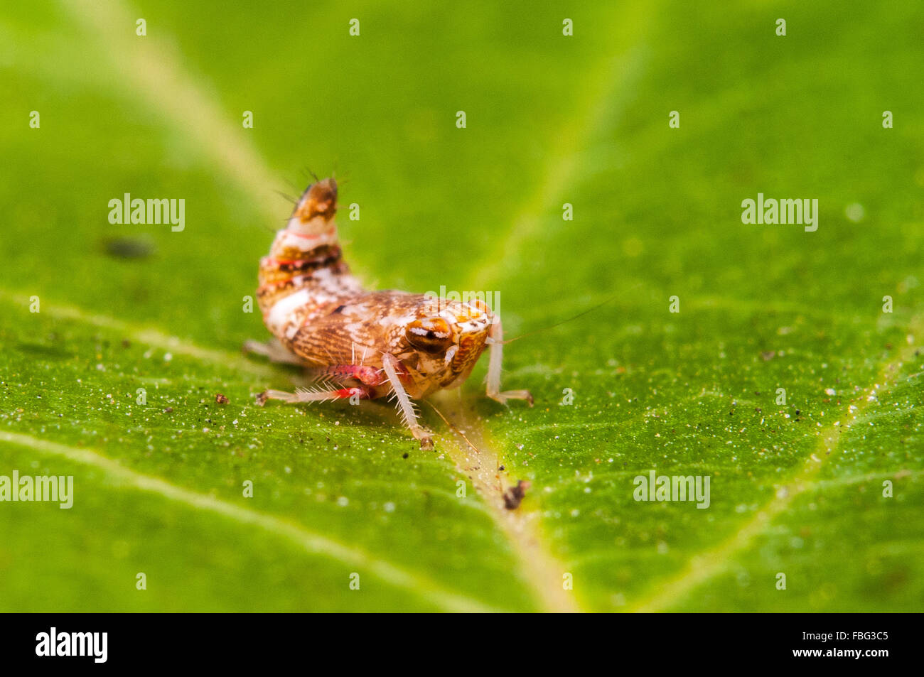 A closeup of a juvenile leaf hopper sits on the center lf a bright ...