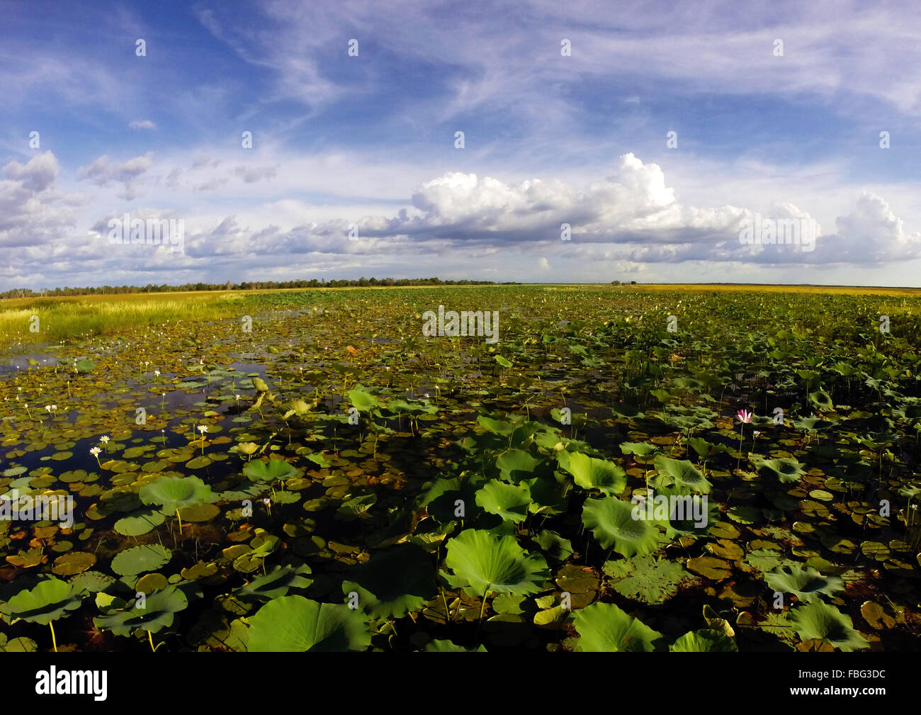 Aerial view of waterlillies and flooded wetlands during the wet season, Kakadu National Park ...