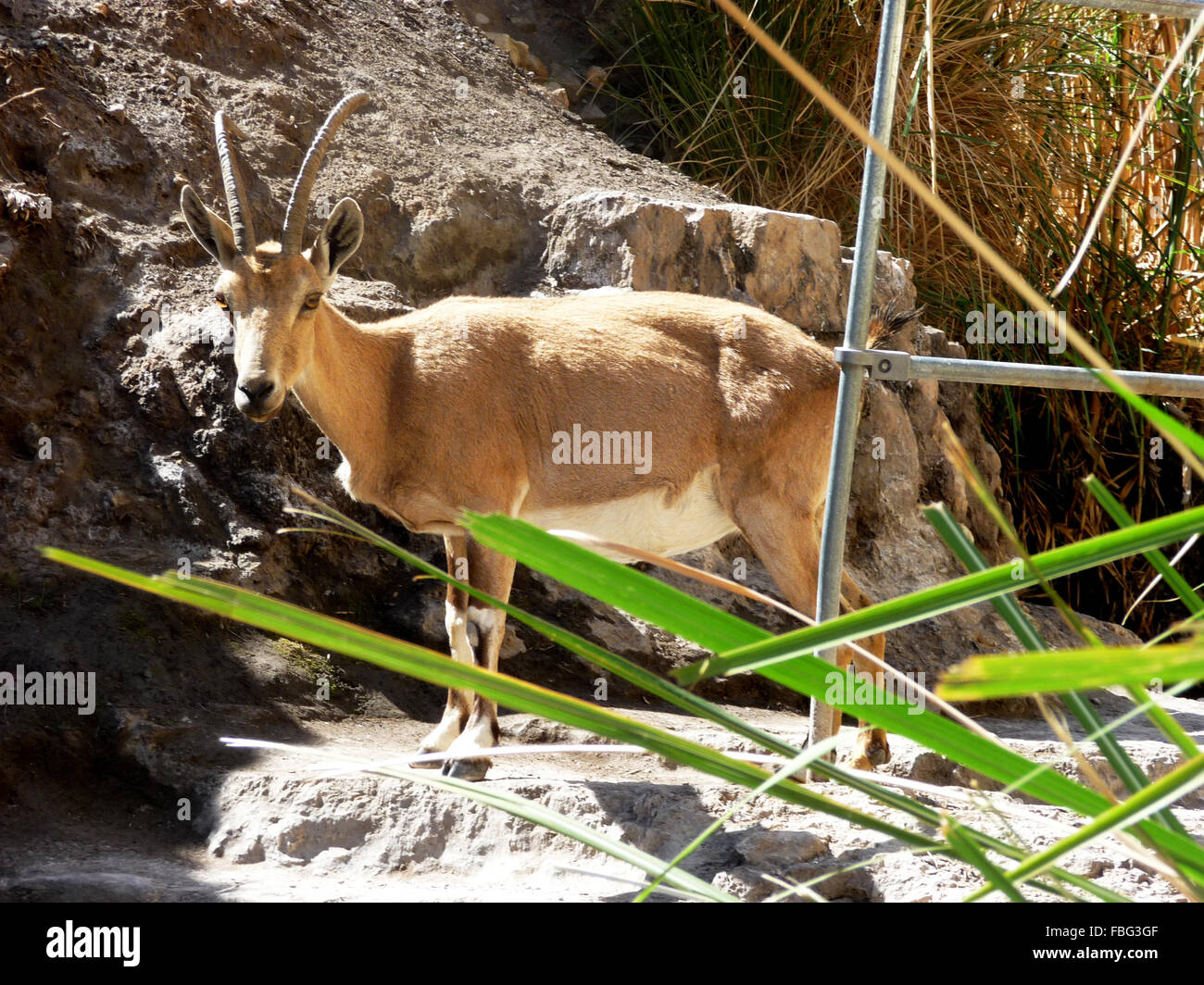Saudi arabian ibexes hi-res stock photography and images - Alamy