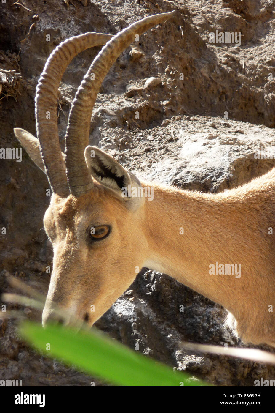 Saudi arabian ibexes hi-res stock photography and images - Alamy