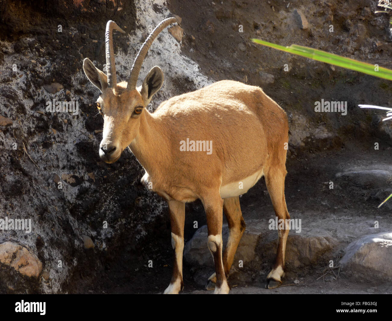 Egyptian ibex hi-res stock photography and images - Alamy