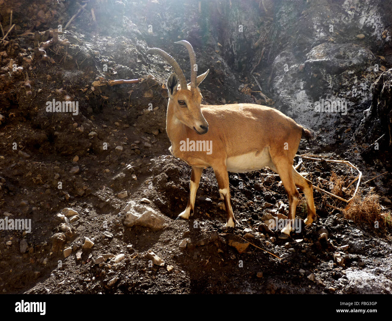Nubian Ibex on a mountain side off the hiking trail in Ein Gedi nature ...