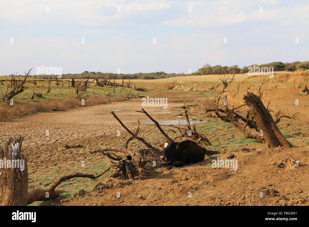 Carcasses of livestock are scattered over the dried out Molatedi Dam in ...