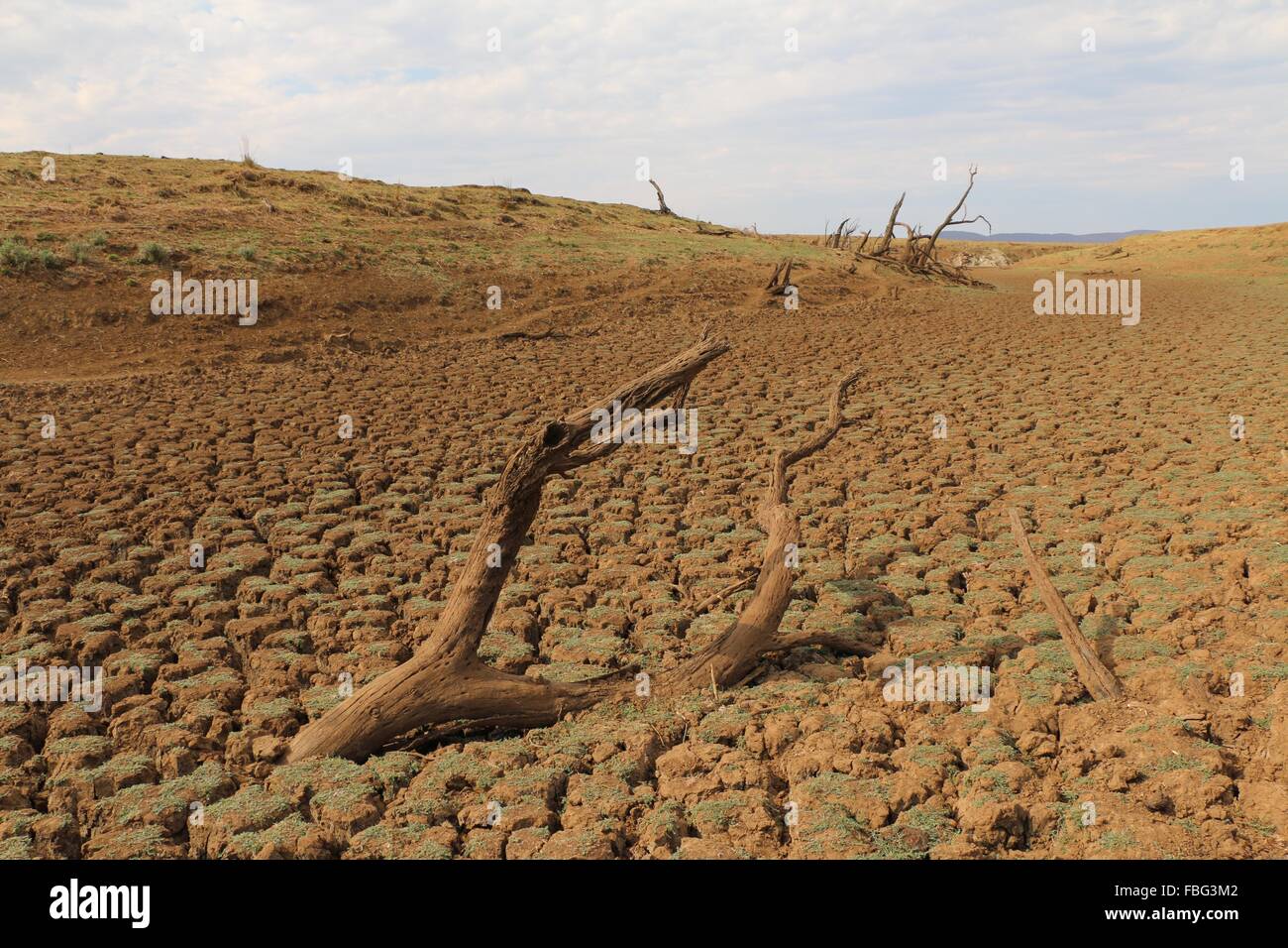 Carcasses of livestock are scattered over the dried out Molatedi Dam in ...