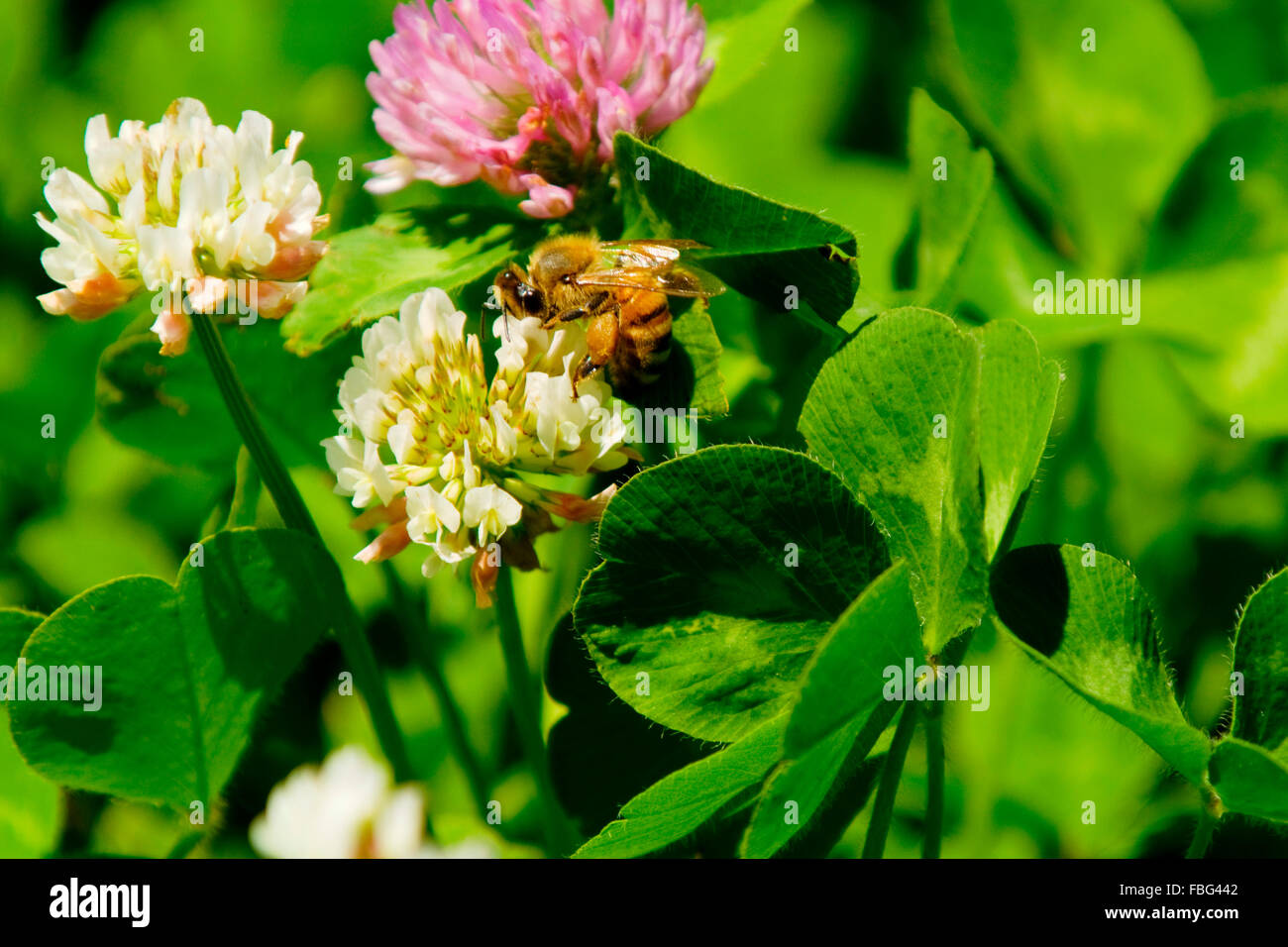 Bee on a white clover, feeding from the nectar Stock Photo - Alamy