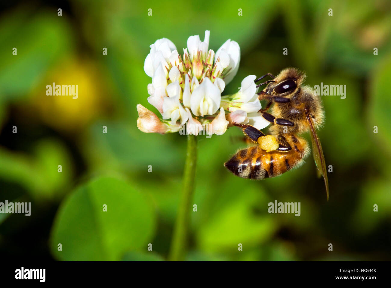 Bee on a white clover, feeding from the nectar Stock Photo - Alamy