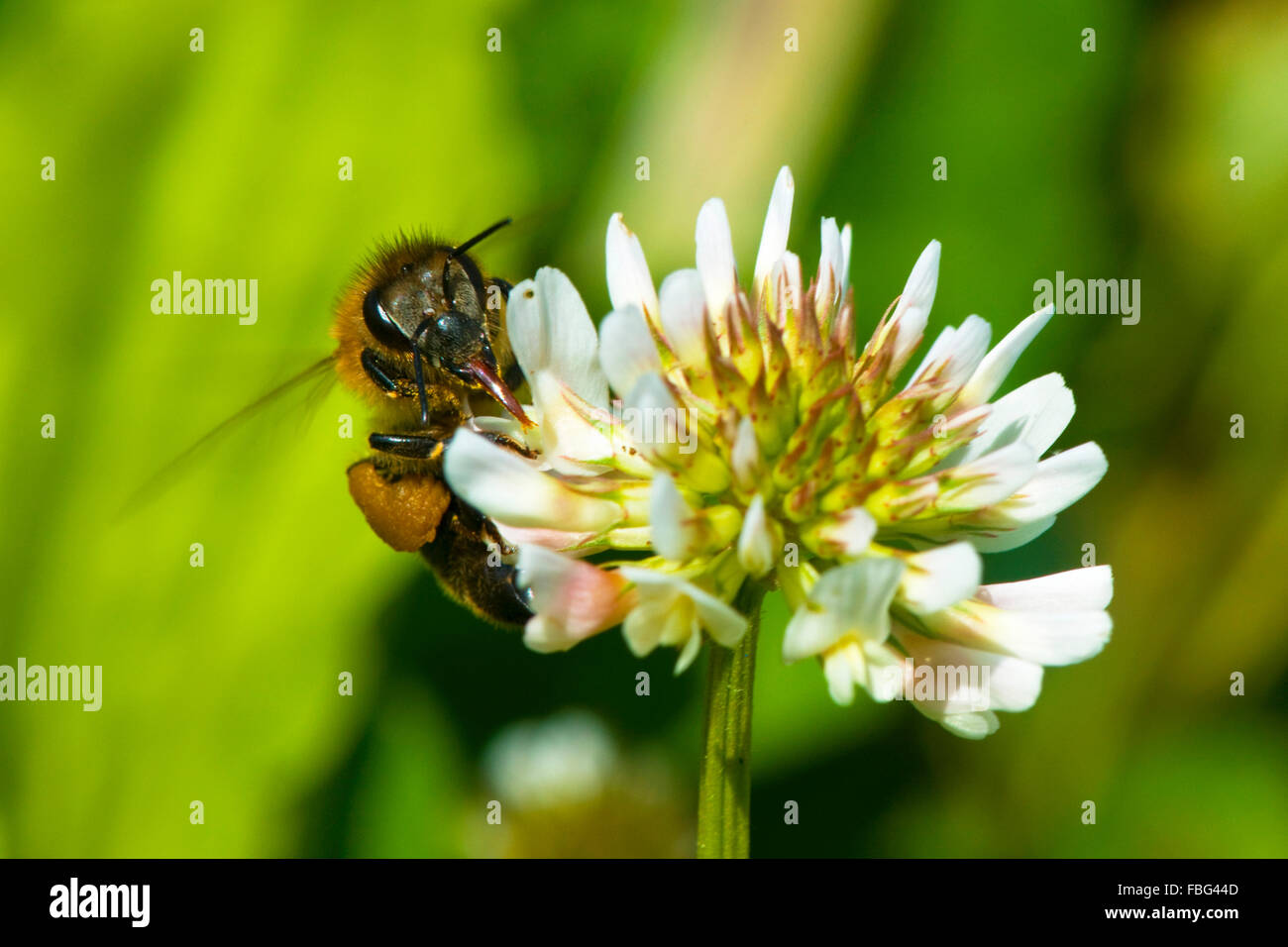 White clover with honey bee hi-res stock photography and images - Alamy