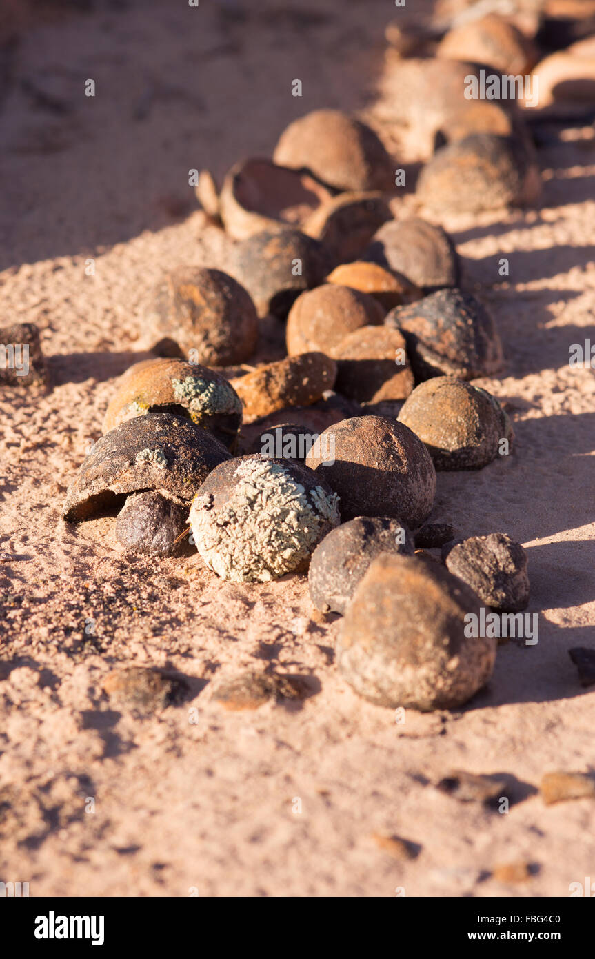 At the Moki Holls are lying thousands of stone balls, called Moqui ...