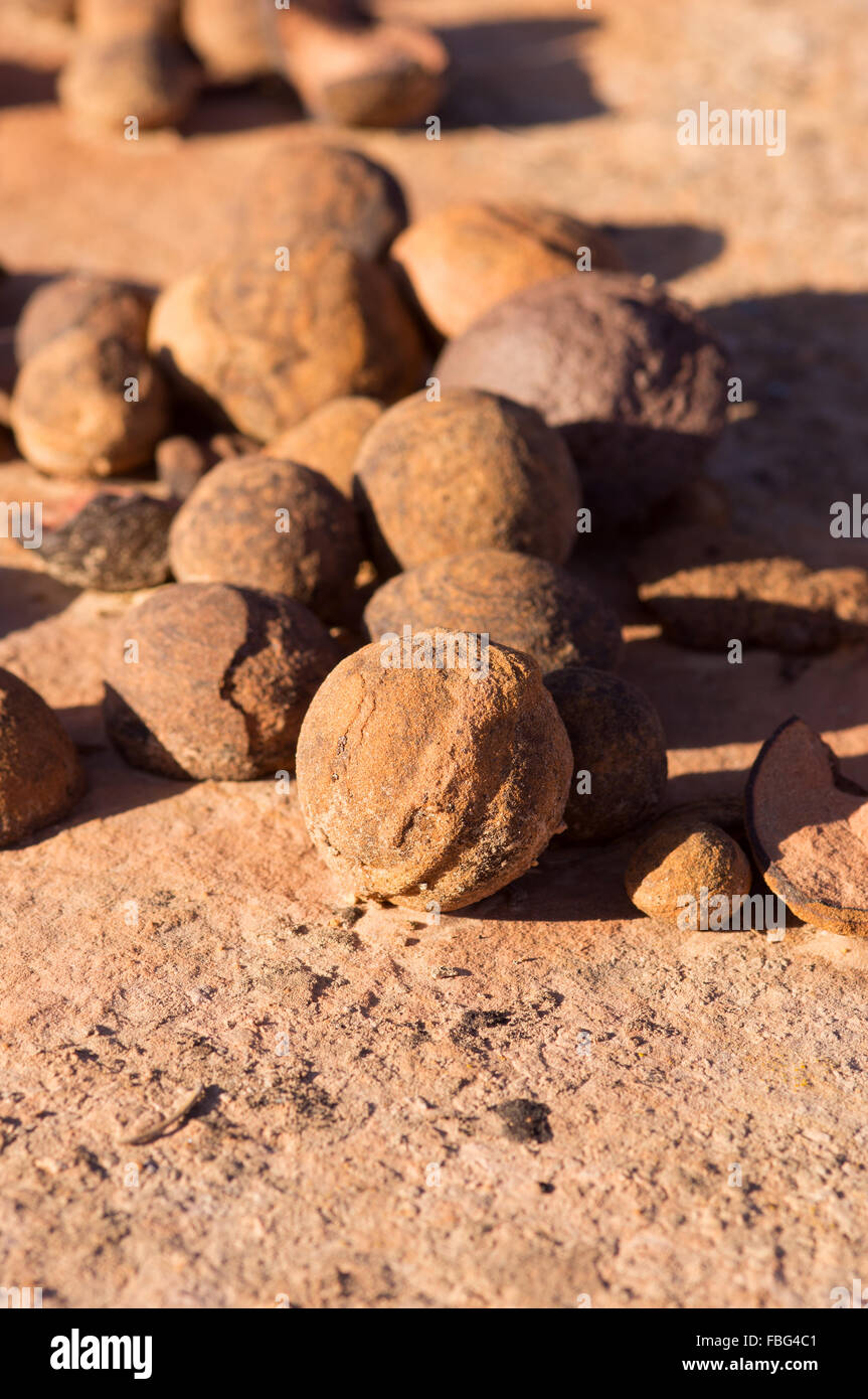 At the Moki Holls are lying thousands of stone balls, called Moqui ...