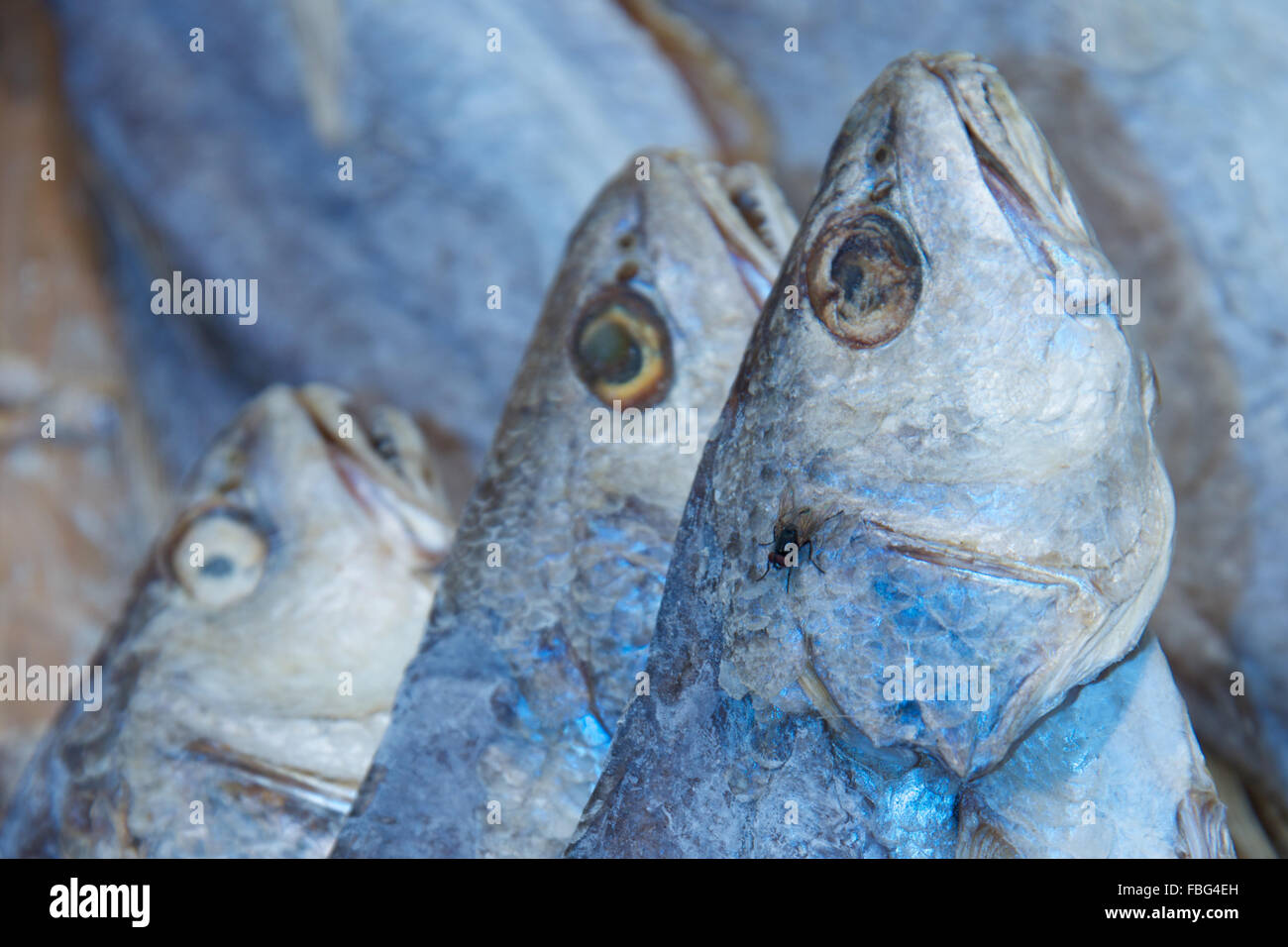 Dried fish and fly hi-res stock photography and images - Alamy