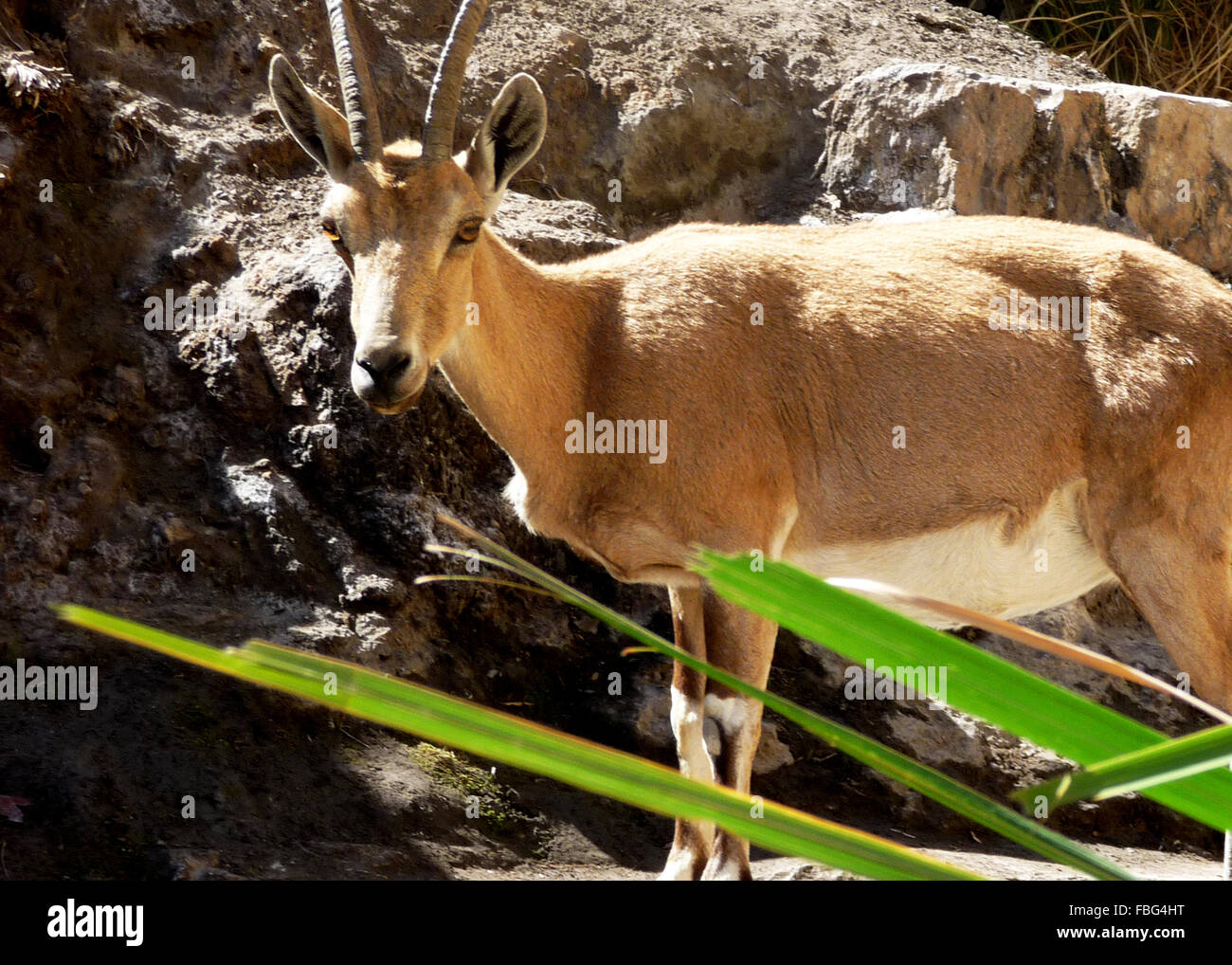 Ibex goat hi-res stock photography and images - Alamy