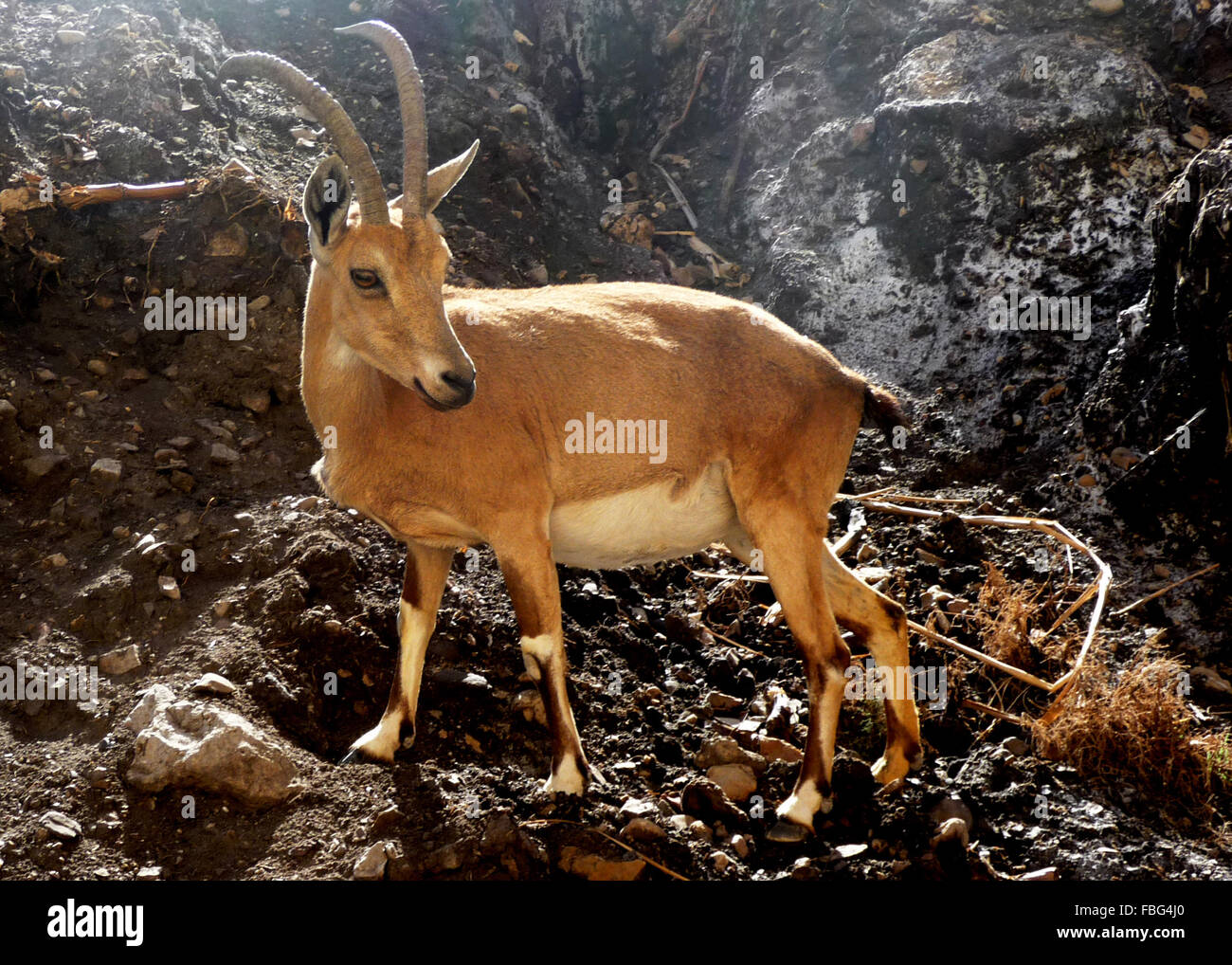 Saudi arabian ibex hi-res stock photography and images - Alamy