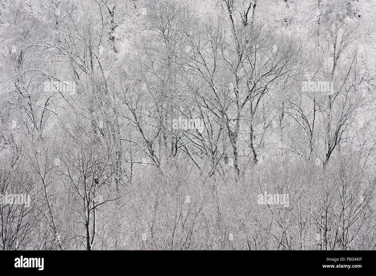 Snow covered trees in a forest hillside with an American bald eagle in ...