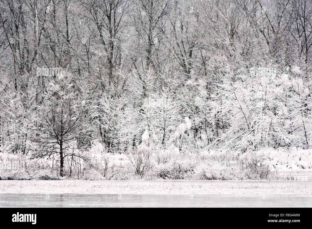 Snow covered trees in a forest along side of a marsh, Marion County ...