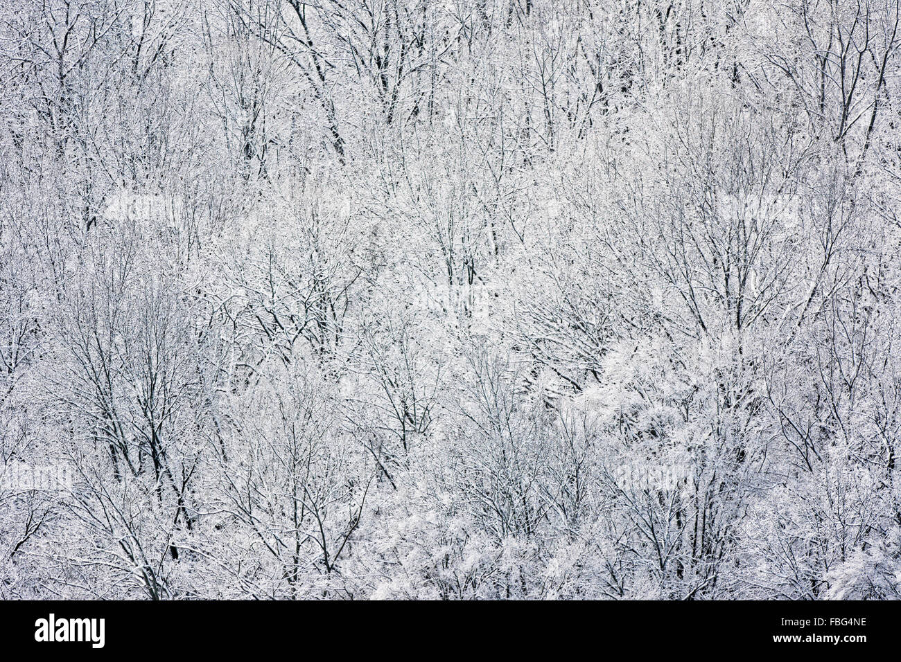 Snow covered trees on a hillside, Marion County, Indiana Stock Photo ...