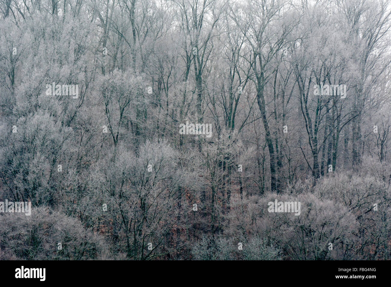 Frost covered trees on the hillside of a forest in Marion County ...