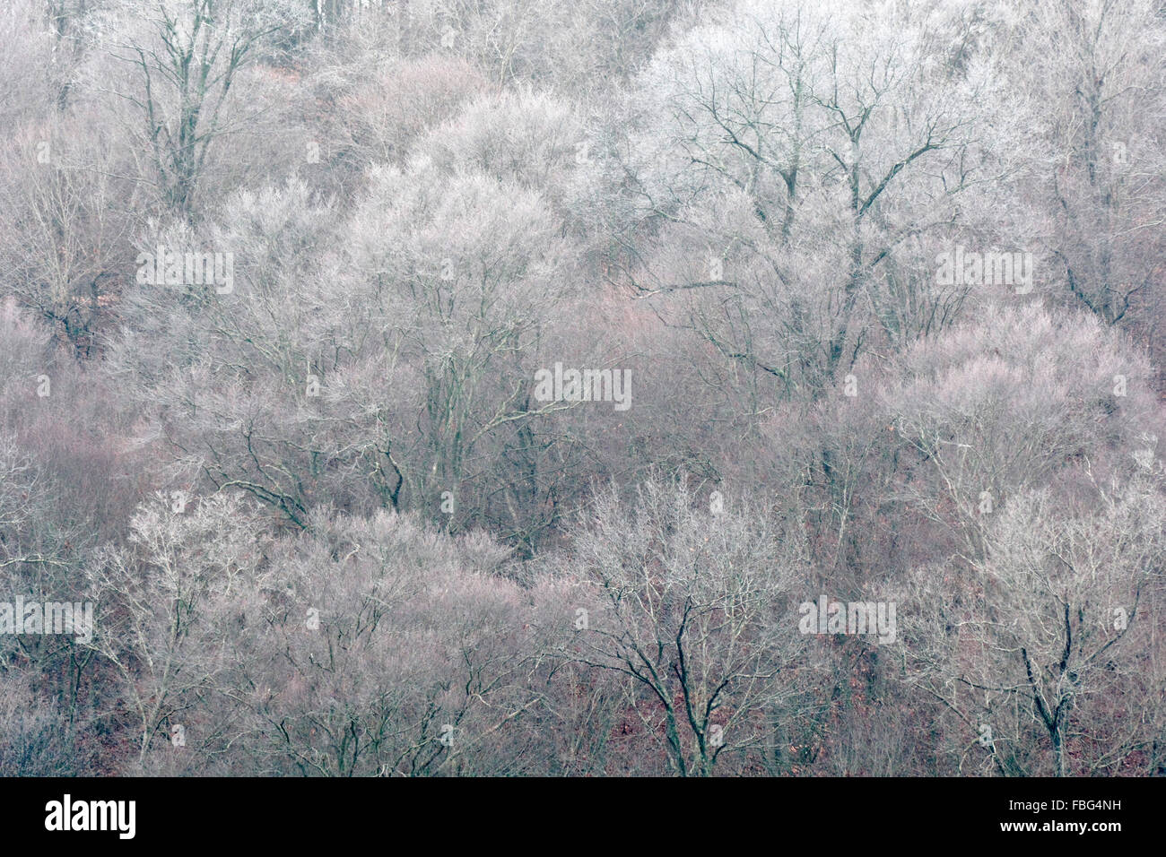 Frost covered trees on the hillside of a forest in Marion County ...