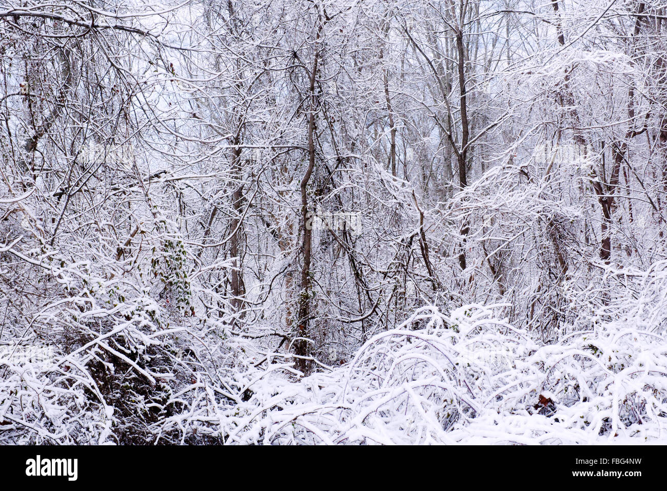 Snow covered trees in a forest, Marion County, Indiana, USA Stock Photo ...