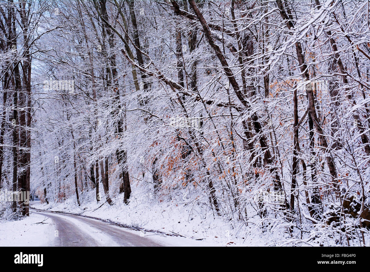 Country road forest hi-res stock photography and images - Alamy
