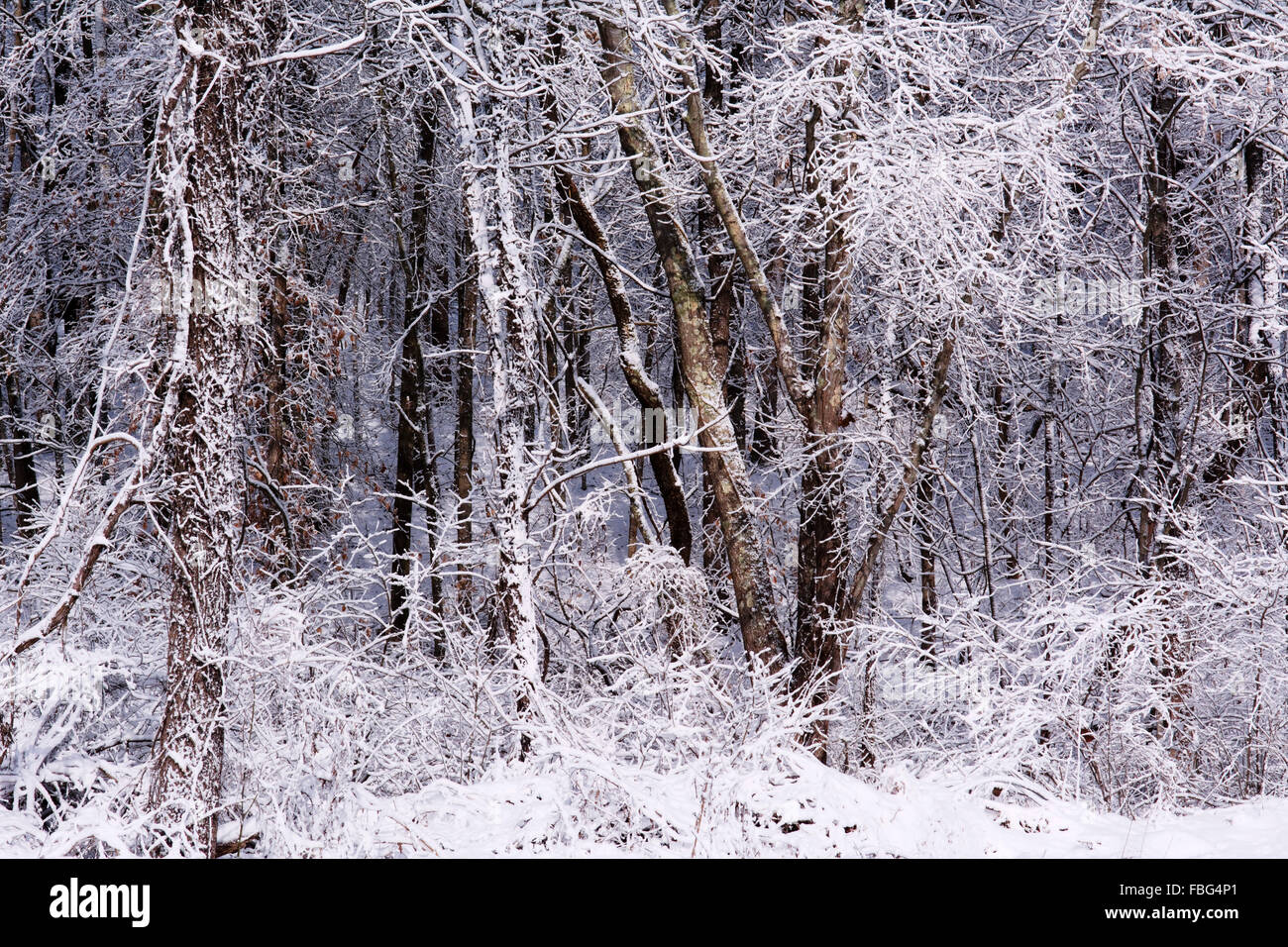 Snow covered trees in a forest, Marion County, Indiana, USA Stock Photo ...