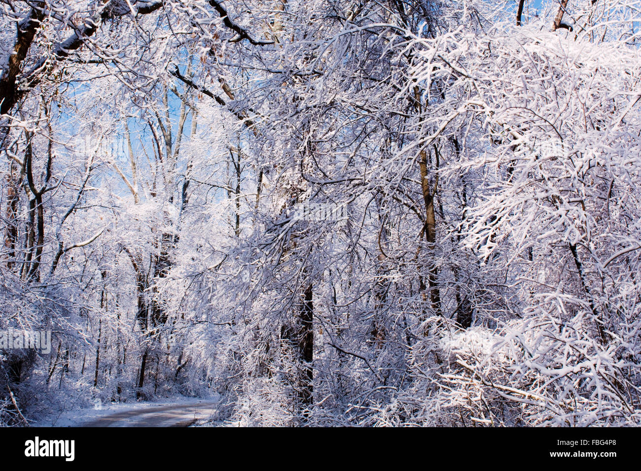 Snow covered trees along a country road in a forest, Marion County ...