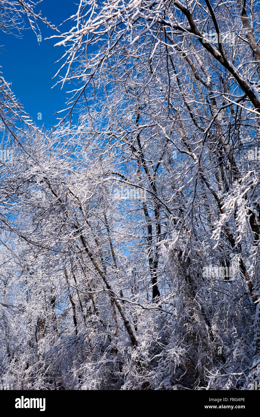 Snow covered trees in a forest in Marion County, Indiana Stock Photo ...