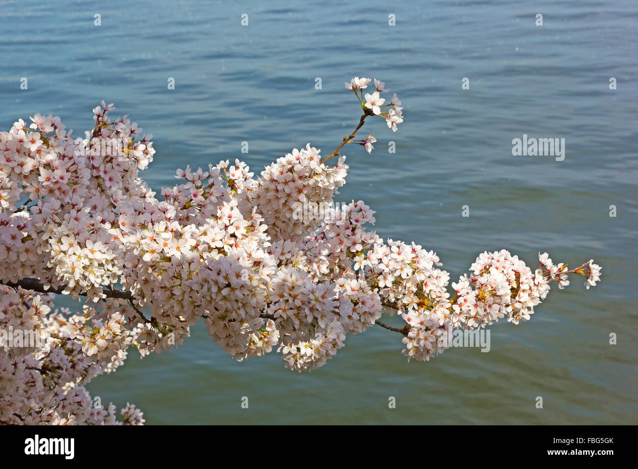 Cherry tree branch with waters of Tidal Basin at background Stock Photo ...