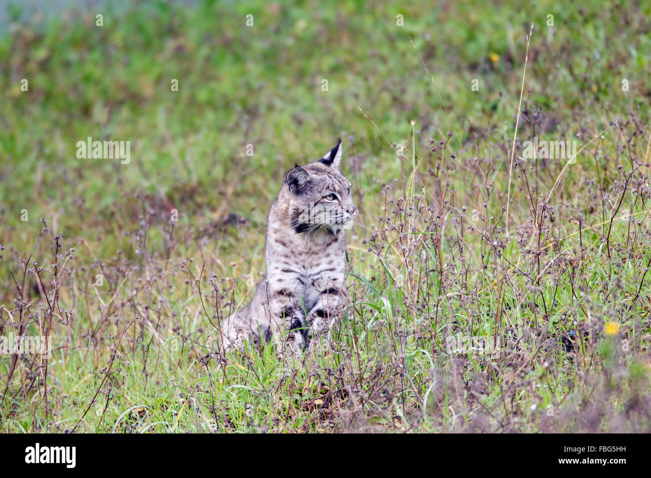 Bobcat sitting hi-res stock photography and images - Alamy