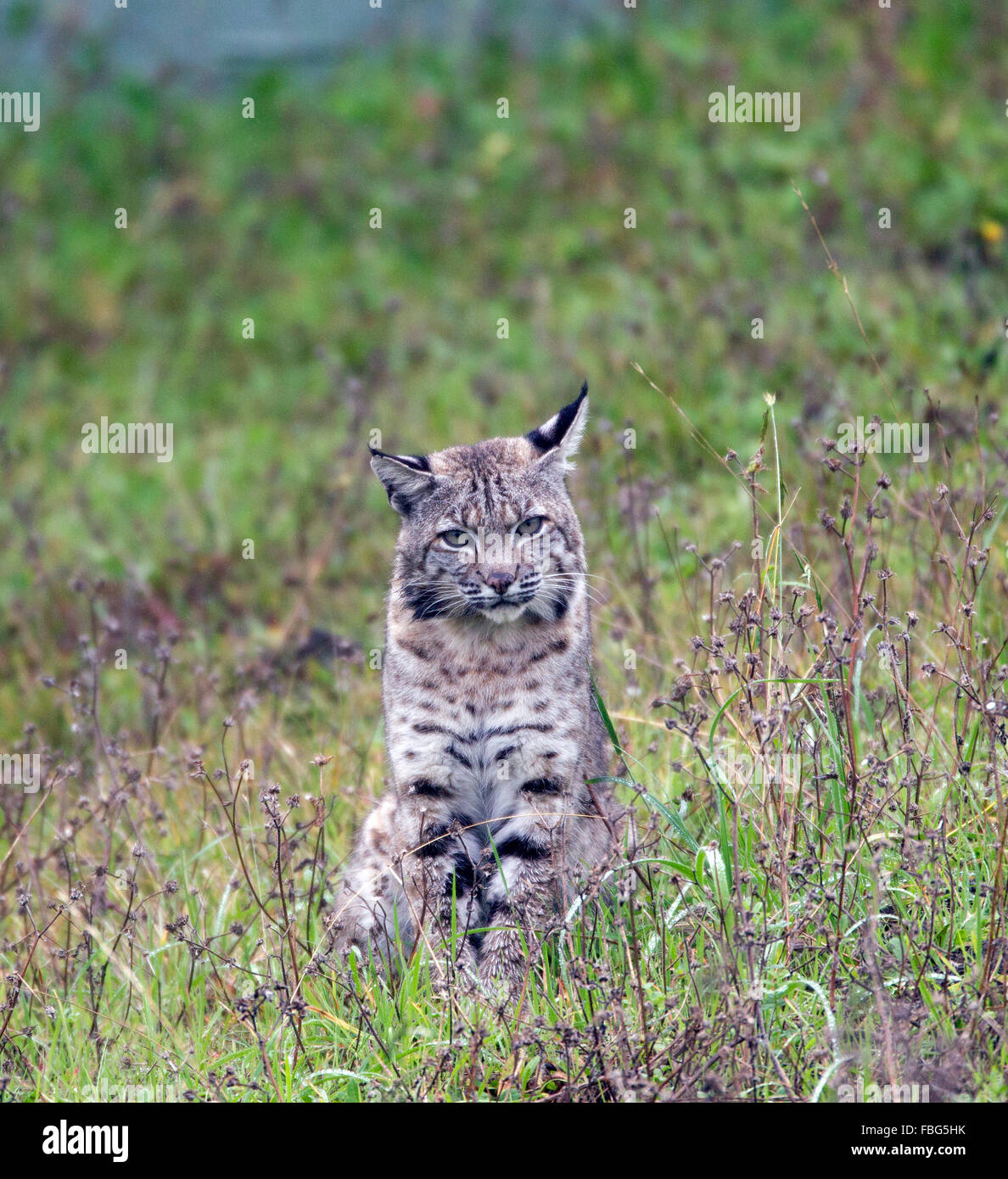 Bobcat sitting hi-res stock photography and images - Alamy