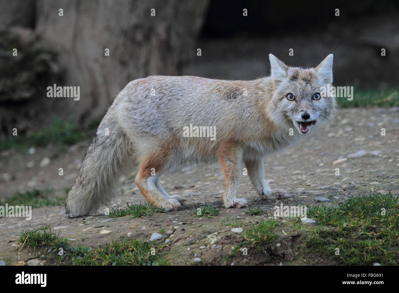 corsac fox, Vulpes corsac Stock Photo - Alamy