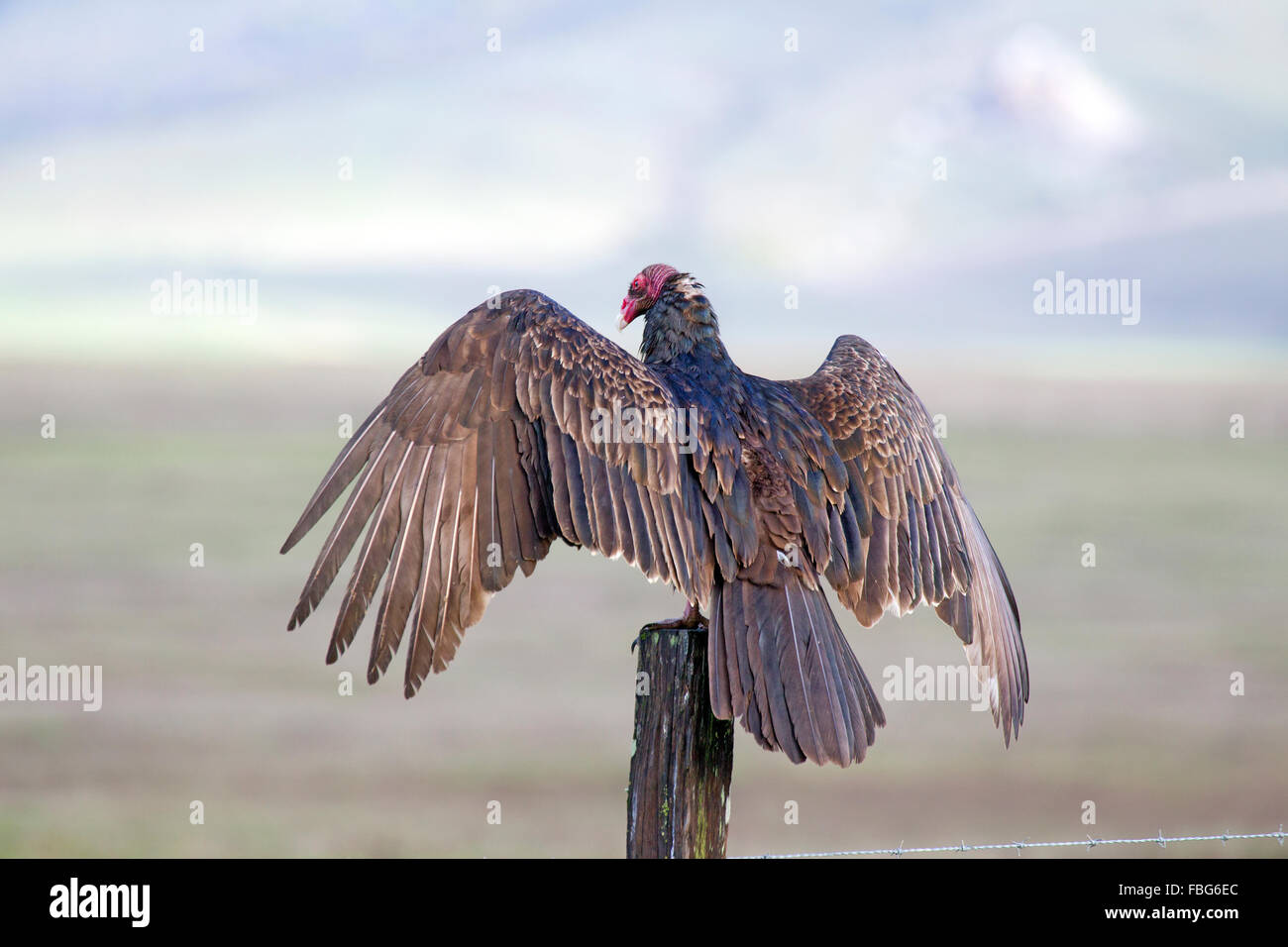 Turkey Vulture With Spread Wings High Resolution Stock Photography and ...
