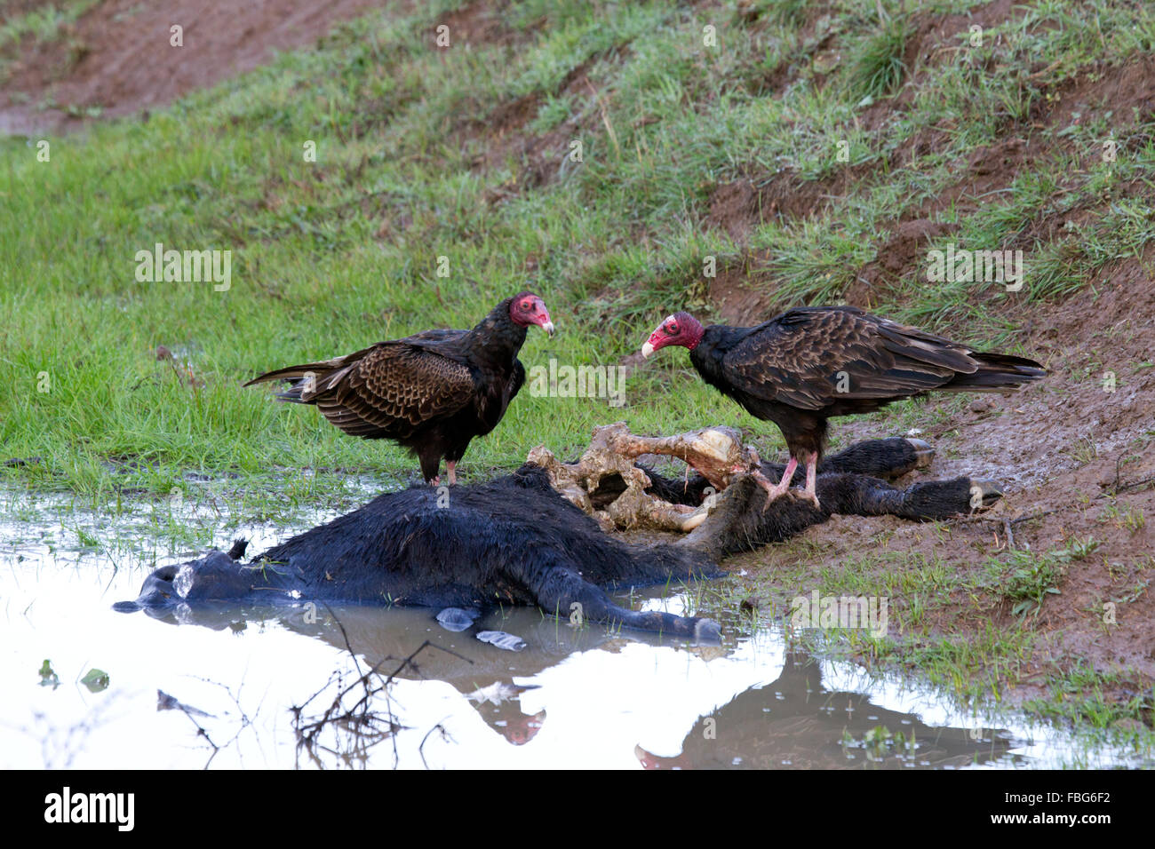 Two turkey vultures hi-res stock photography and images - Alamy