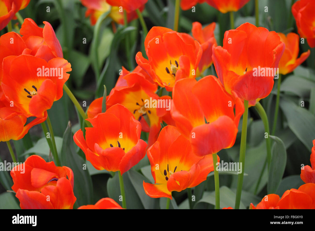 Tulip Blossom in the Netherlands in the months of April and May Stock ...