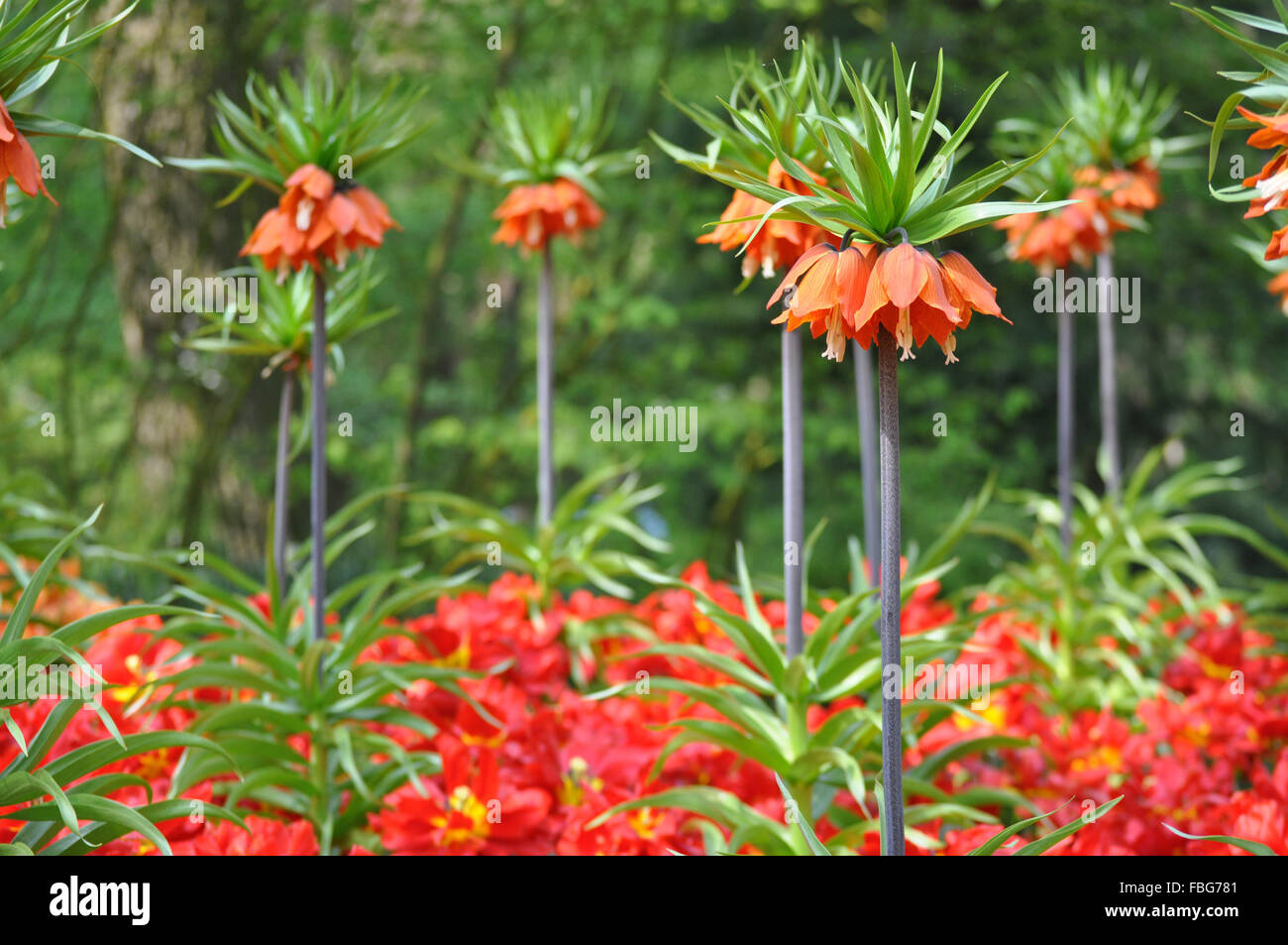 Tulip Blossom in the Netherlands in the months of April and May Stock ...