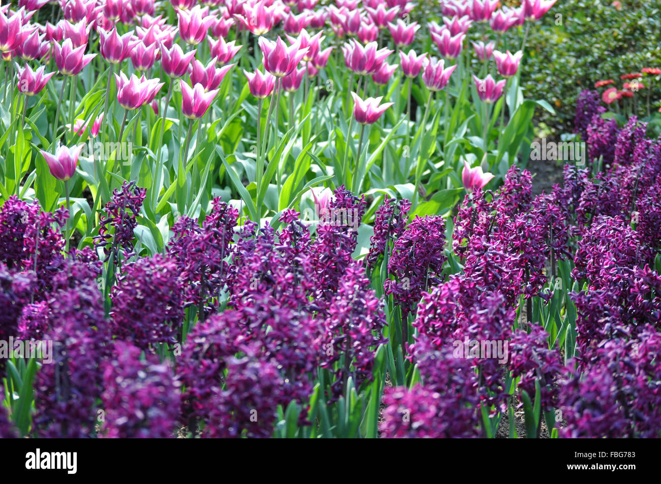 Tulip Blossom in the Netherlands in the months of April and May Stock ...