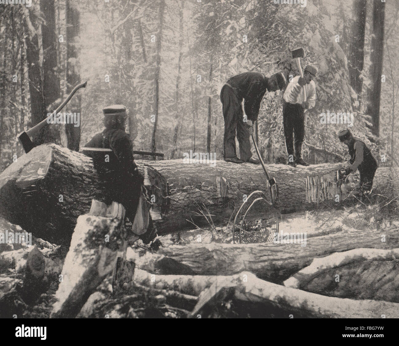 Cutting of trees, Ottawa River, Canada, antique print 1895 Stock Photo ...