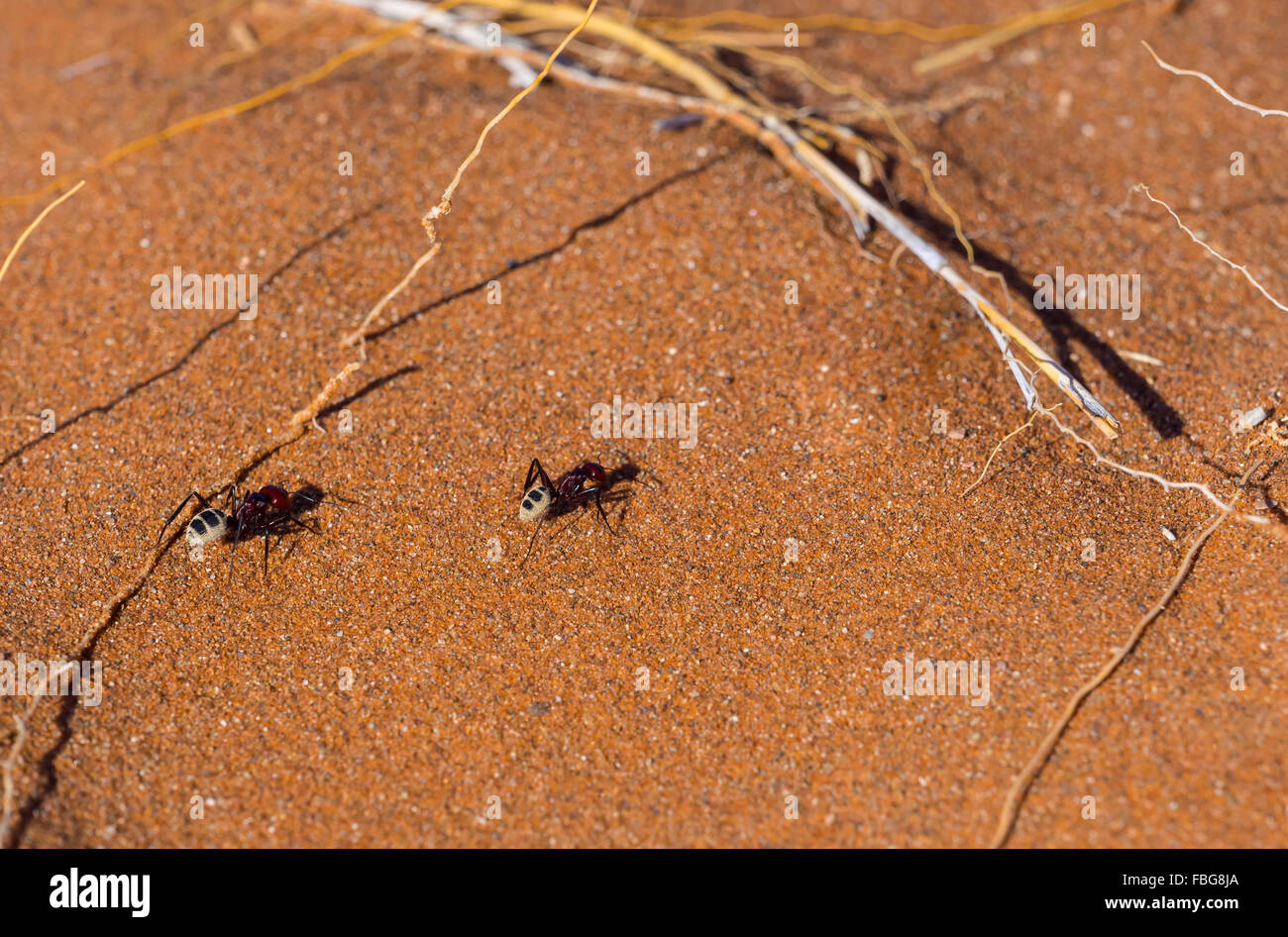 Namib dunes ant (Camponotus detritus) in the sand dunes, Namib Desert ...