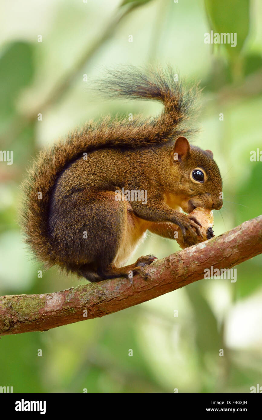 Squirrel (Sciurus vulgaris) sitting on tree branch feeding, Manu ...