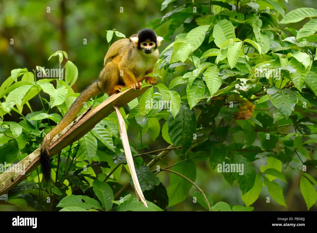 Squirrel Monkey (Saimiri sciureus) on a branch, Manu National Park ...