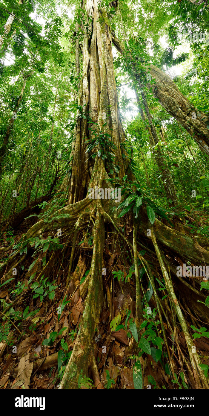 Strangler fig (Ficus genus), roots, Manu National Park, UNESCO World ...