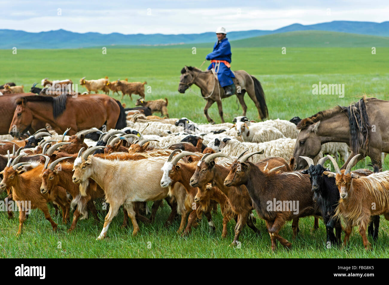 Mongolian nomad on horse, herding cashmere goats (Capra hircus laniger ...