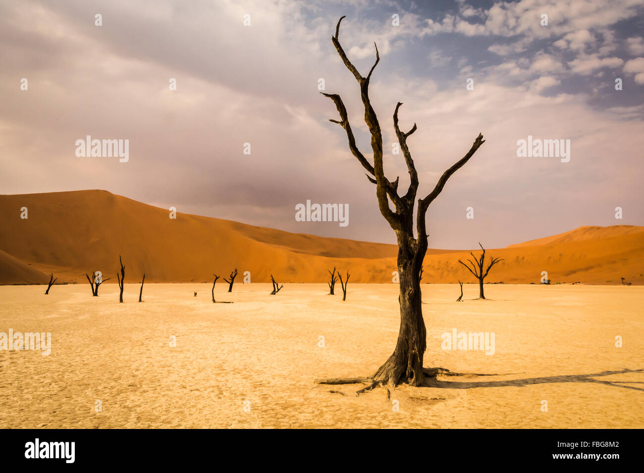 Dead camel thorn trees (Vachellia erioloba) at Dead Vlei, Namibia Stock ...